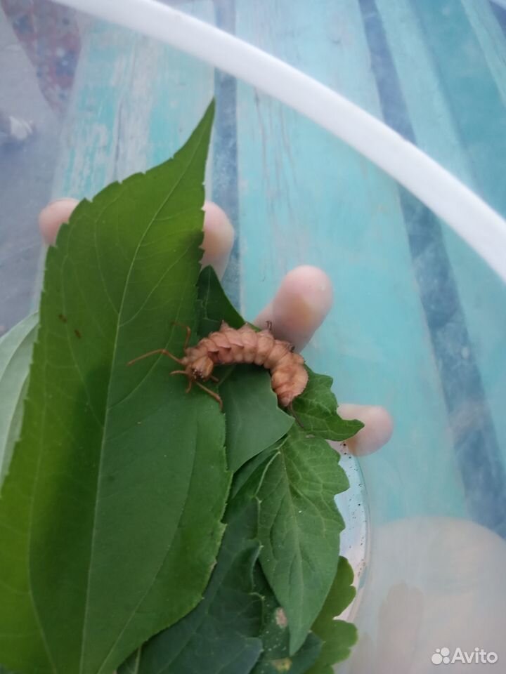 Гусеница продаётся около 1.000 если сумма не устра