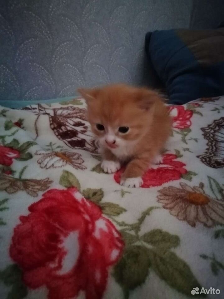 Кошка