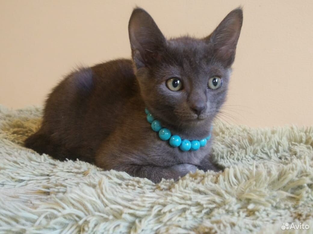 Девочка Грея 3 мес ищет дом