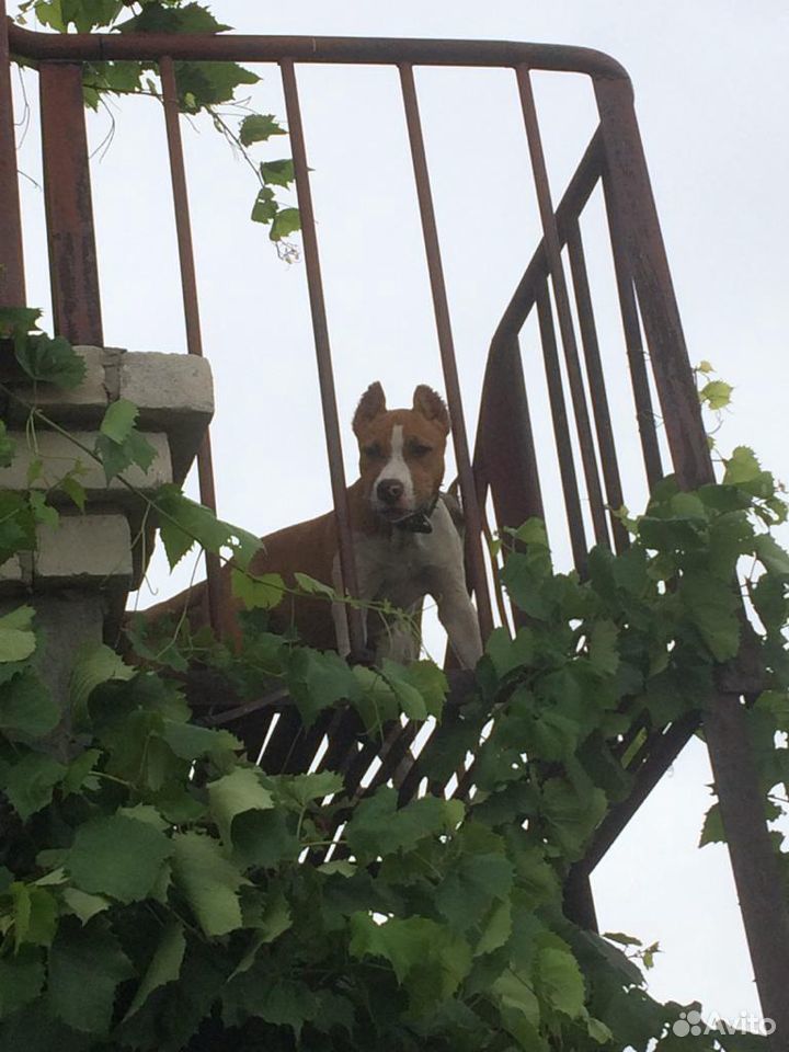 Американский Стаффордширский Терьер