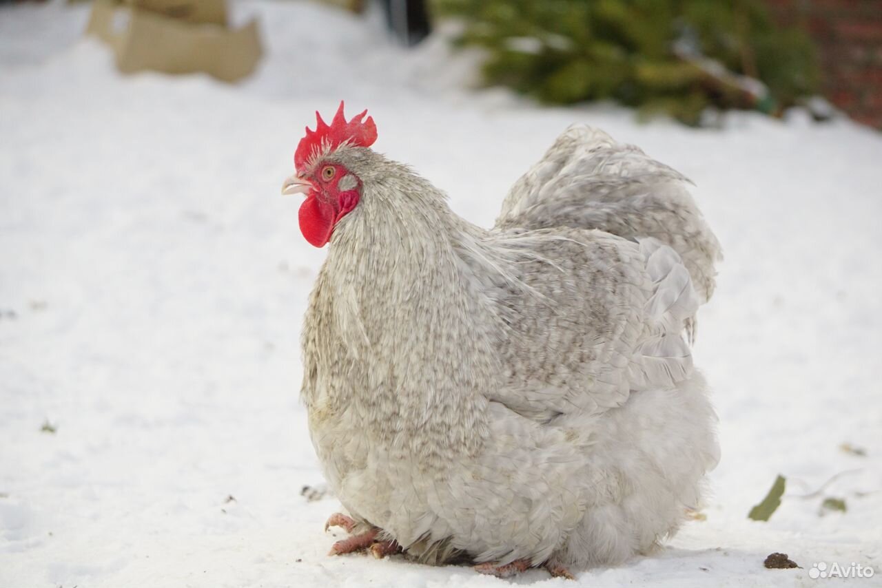 Распродаю хозяйство