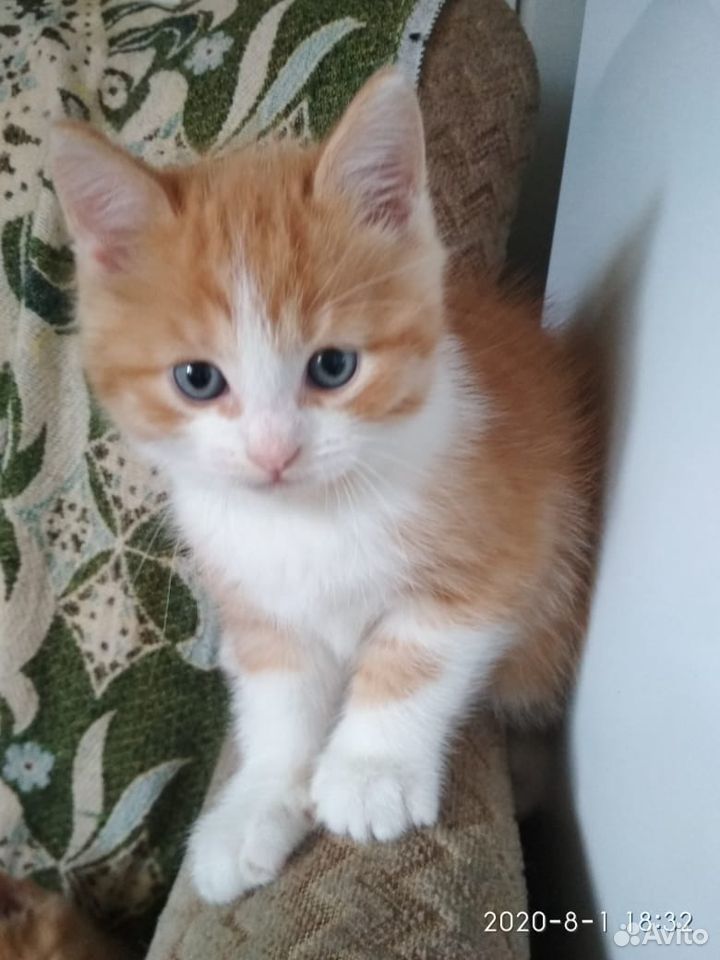 Котята