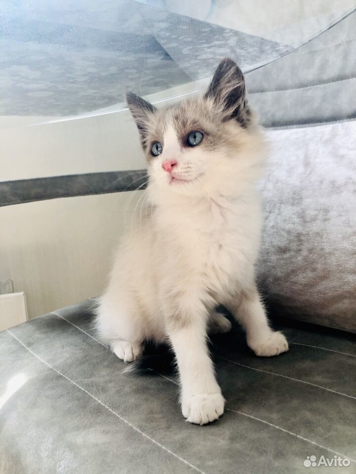 Котёнок ищет дом