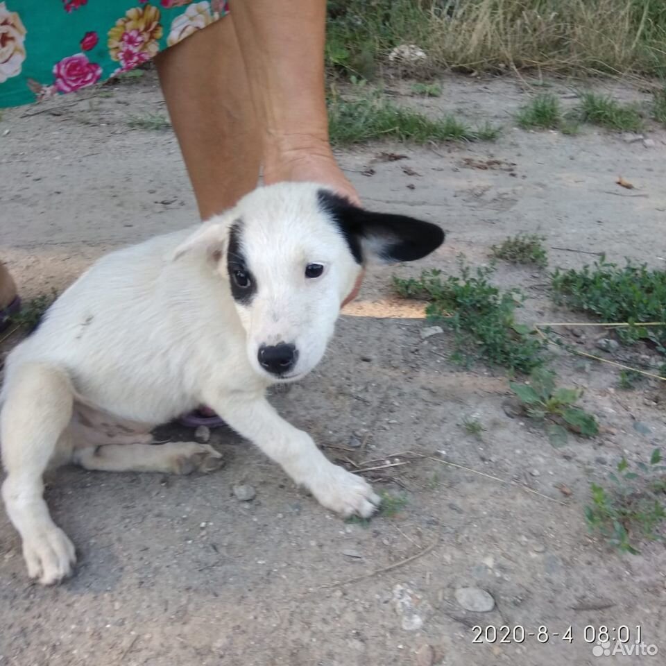 Щенки, 3 мальчика