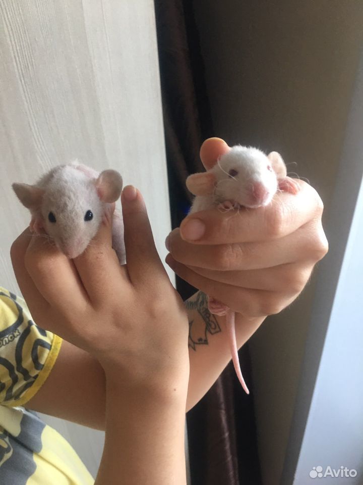 Отдам крысят в добрые руки :)