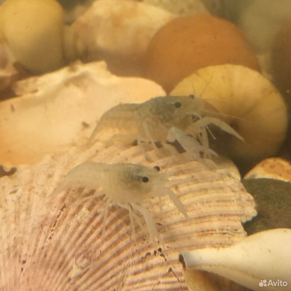 Аквариумные рачки