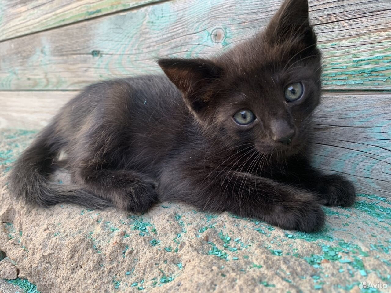Котенок мальчик