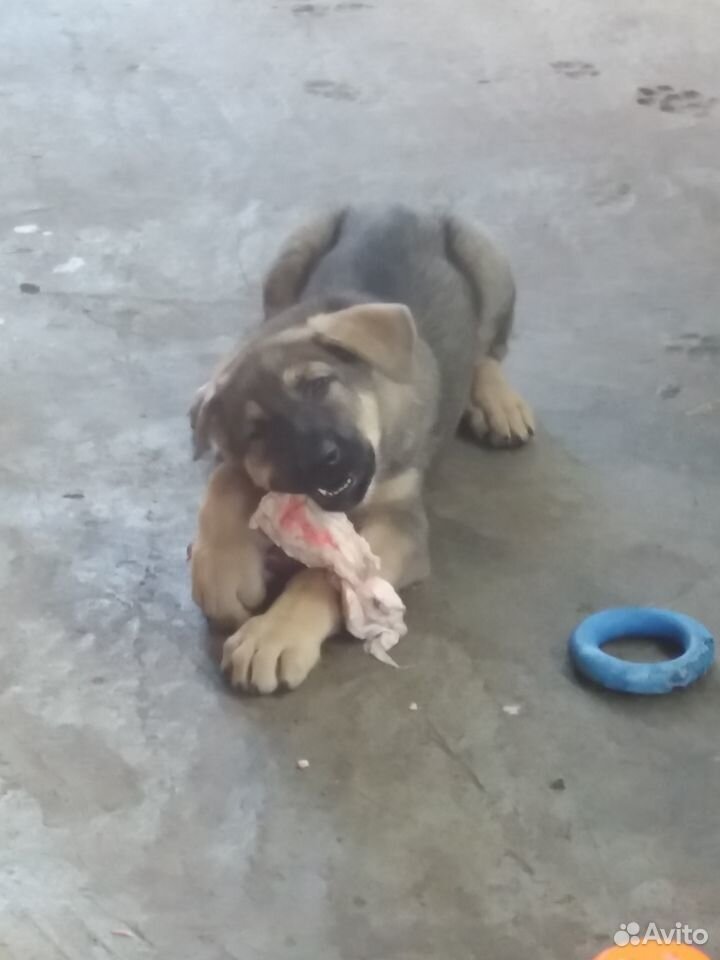 Вео