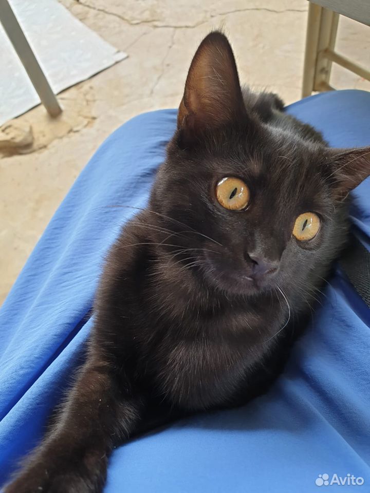 Кошка домашняя