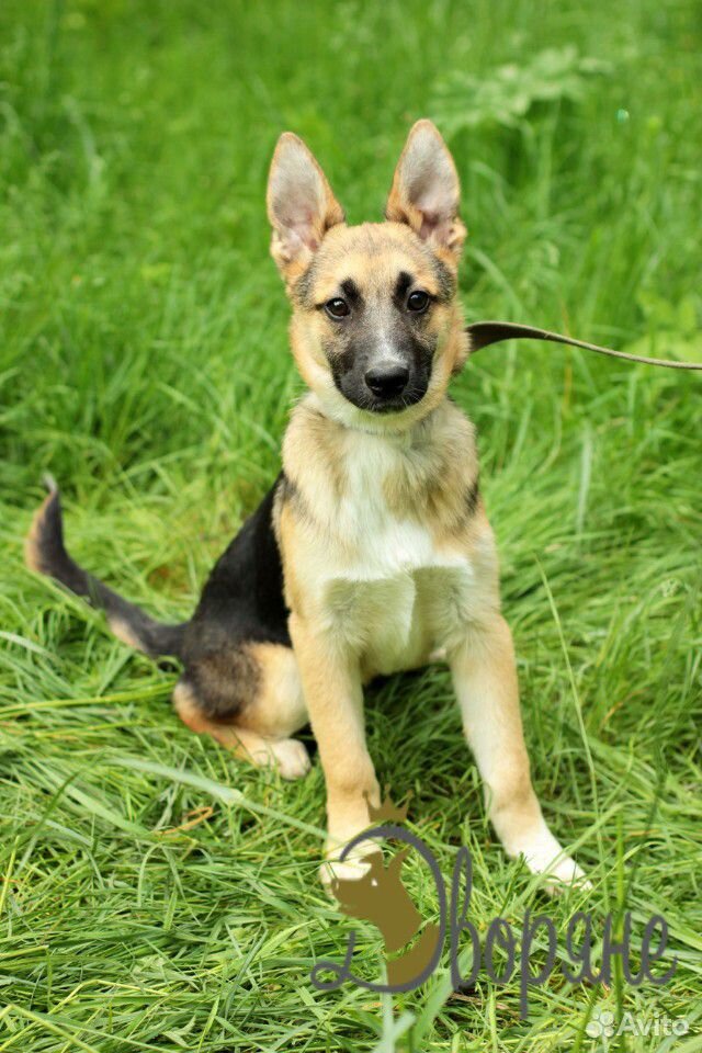 Красавец Лайм в добрые руки