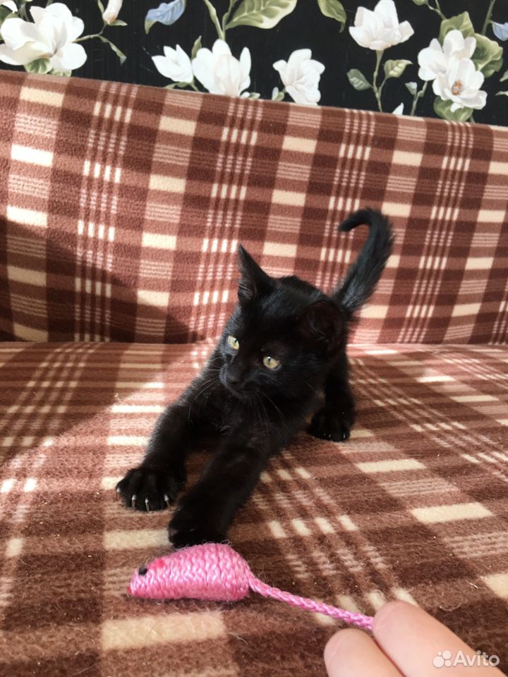 Чёрный котёнок в дар