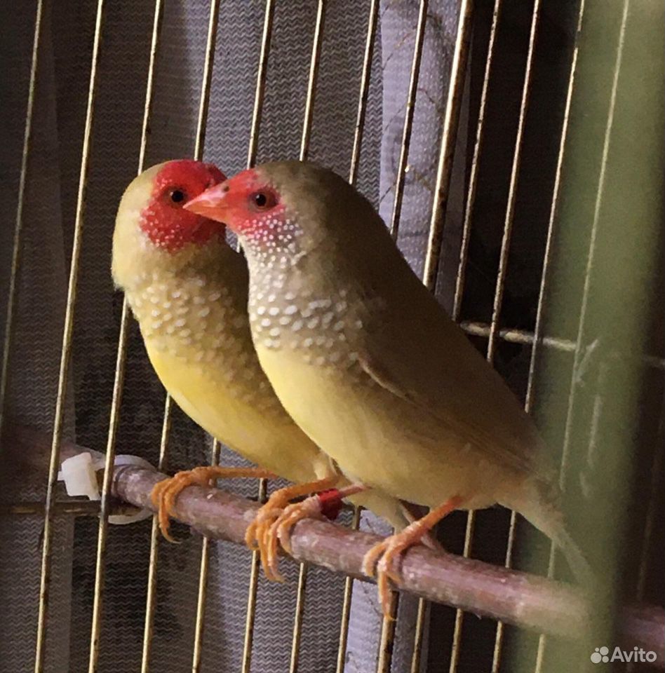 Тростниковые астрильды