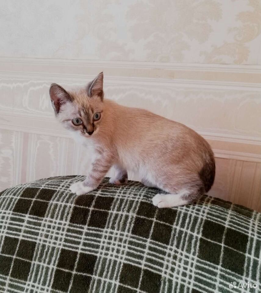 Кошка