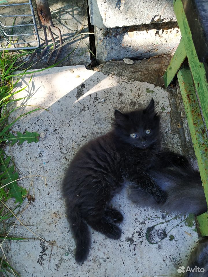 Котенок в дар