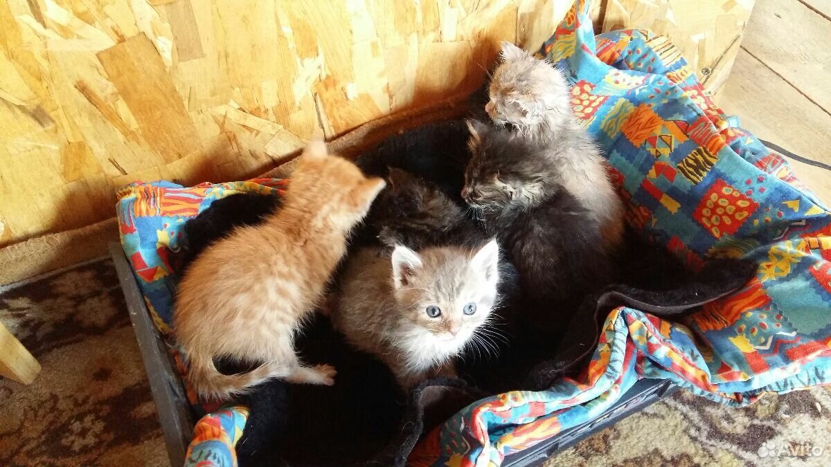 Сиротинуши-детенышки