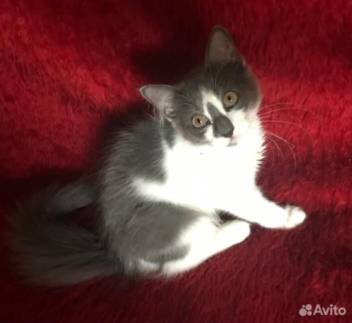 Котёнок Апрель в добрые руки