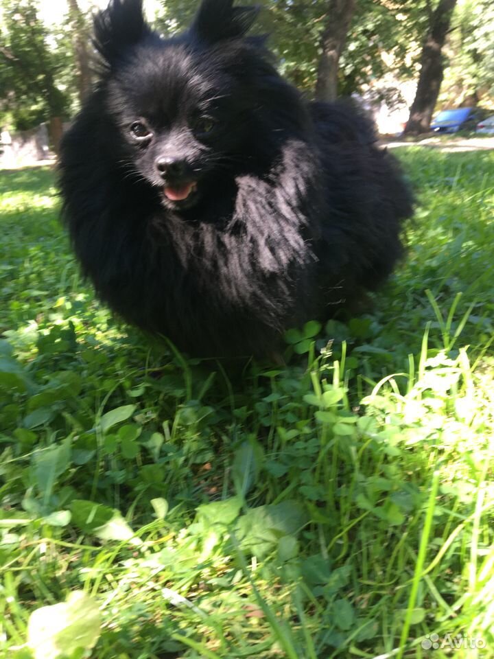 Померанский шпиц