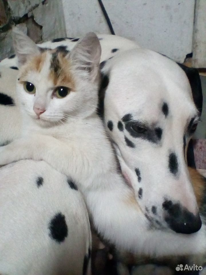 Отдам долматина (девочка) в добрые руки