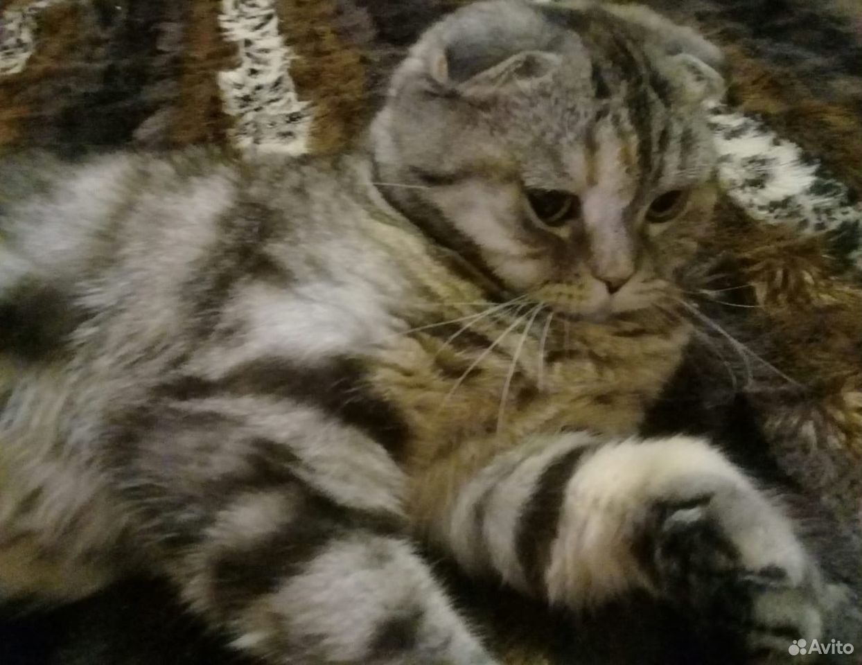 Отдам кошку