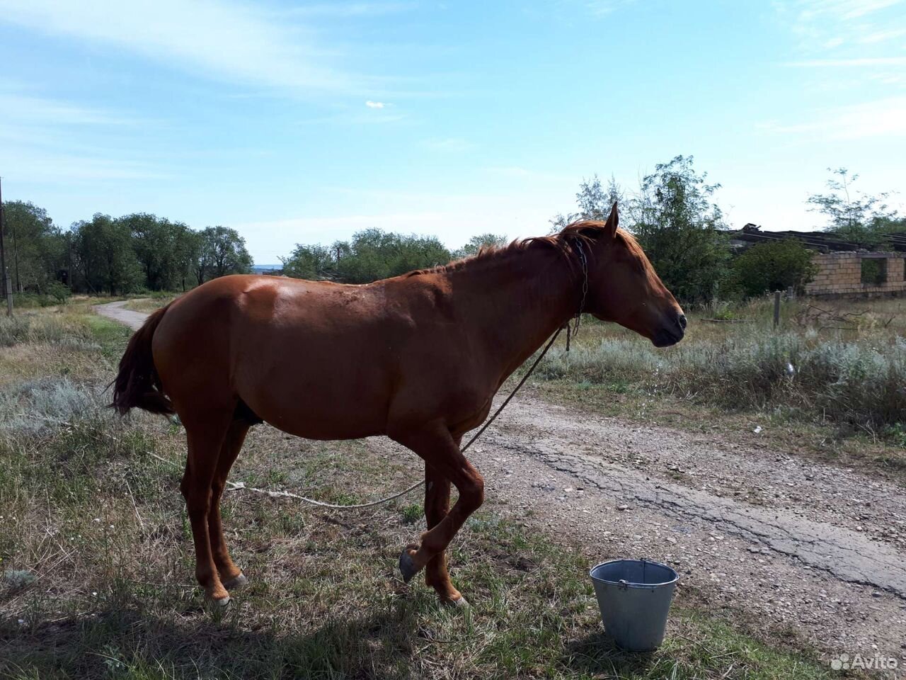 Жеребец