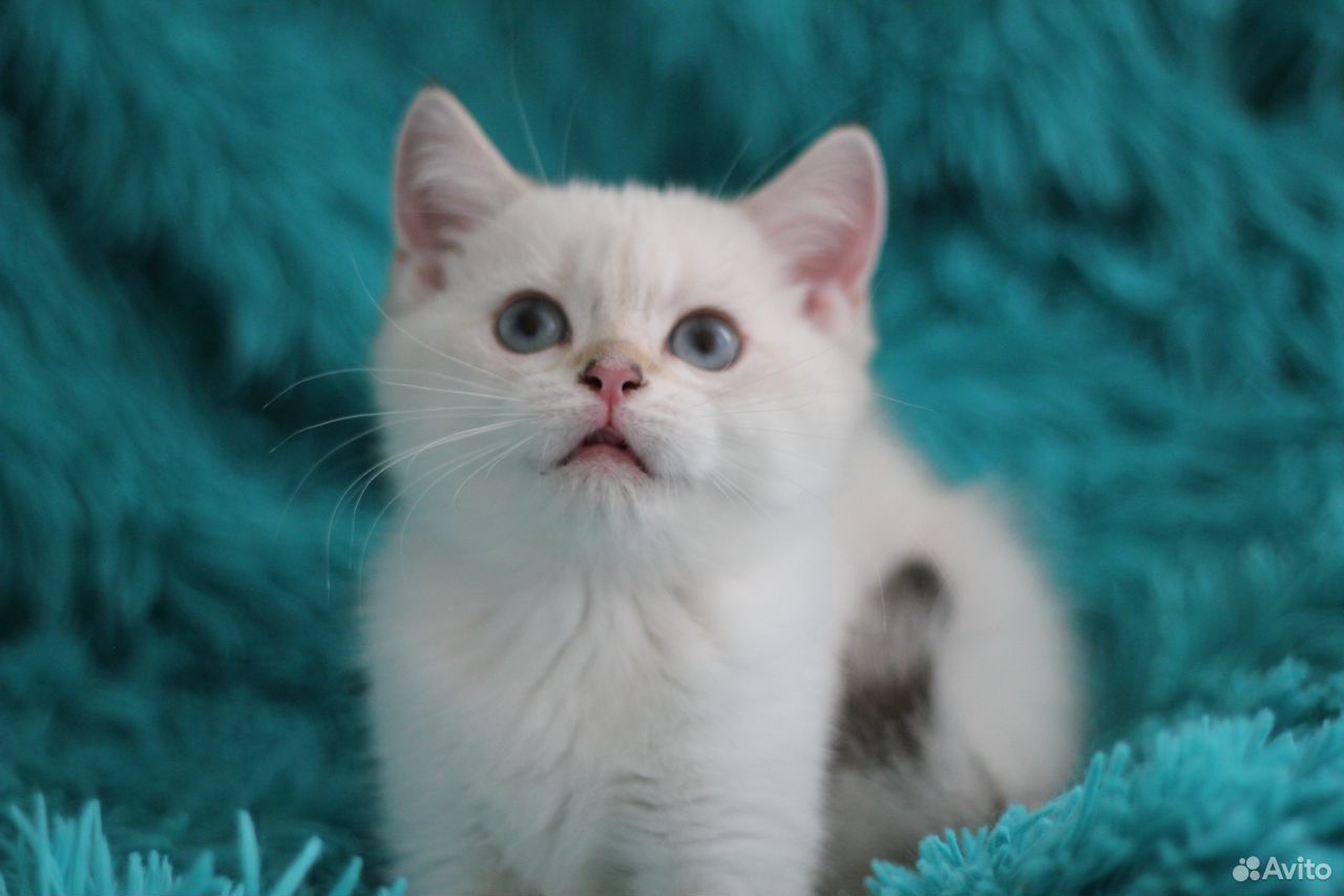 Модный брутальный окрас шиншилла колор пойнт