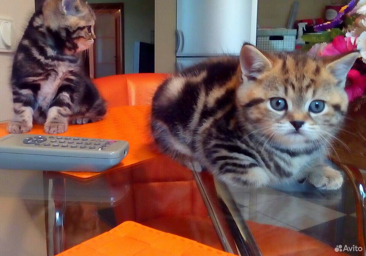 Плюшевые и Пушистые котята, Шотландцы, тигрята