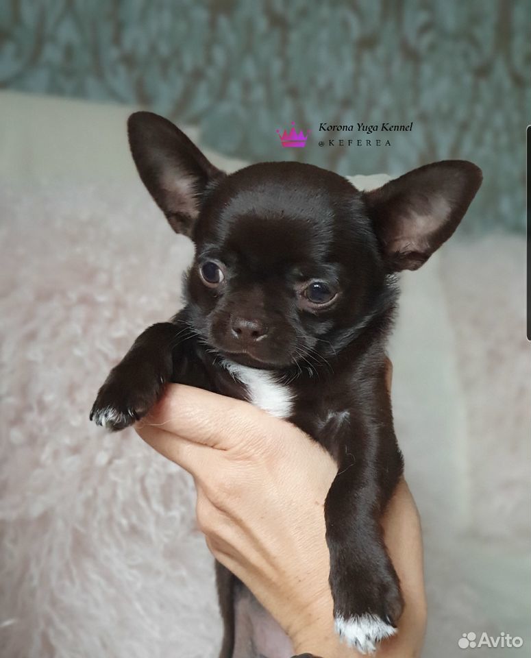 Шоколадный принц чихуахуа