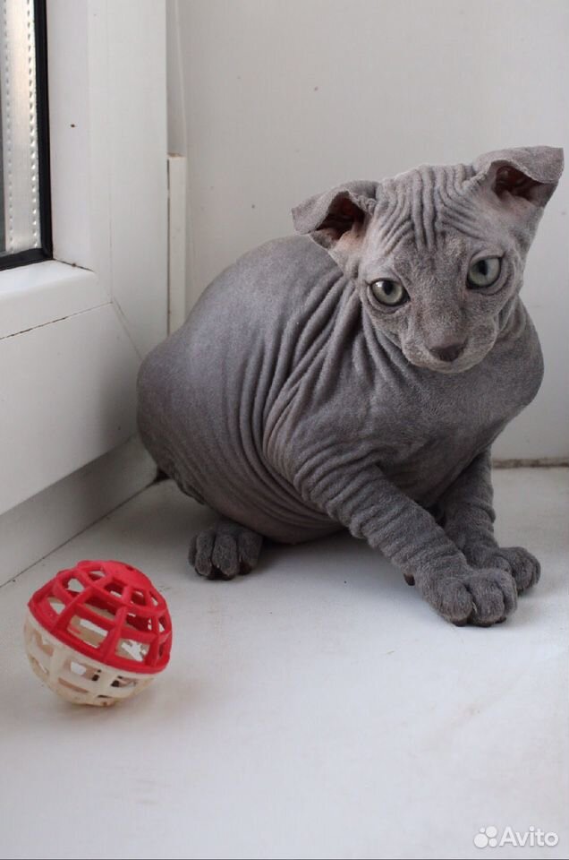 Донской сфинкс