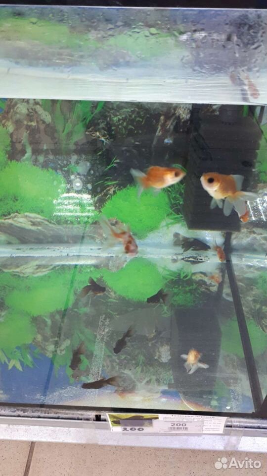 Рыба золотая риукин и телескоп