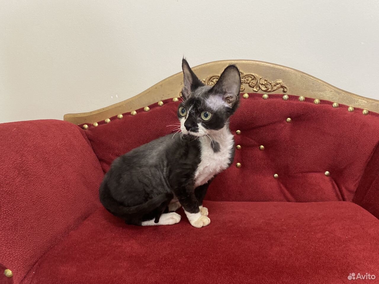 Девон-рекс кошечка Виола