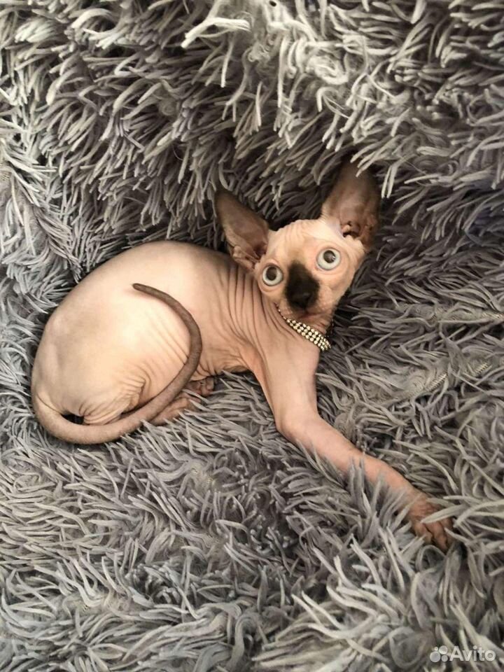 Девочка канадский сфинкс