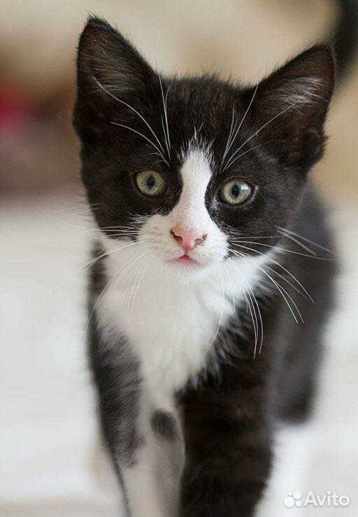 Котёнок Шелли 3 мес