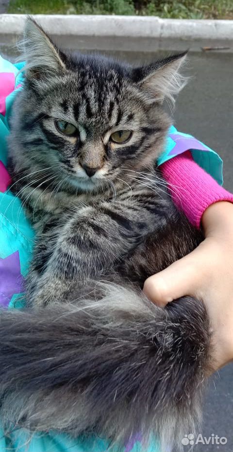 Барса отдам в добрые руки. Доставка