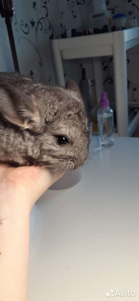 Шиншиллы девочки