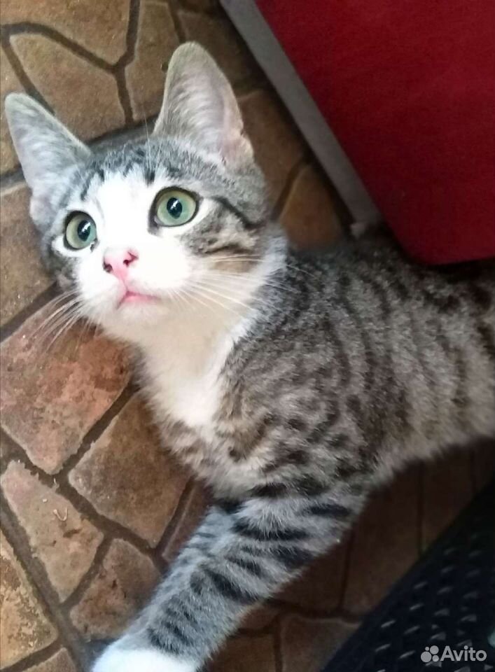 Котенок - анимэ ищет дом