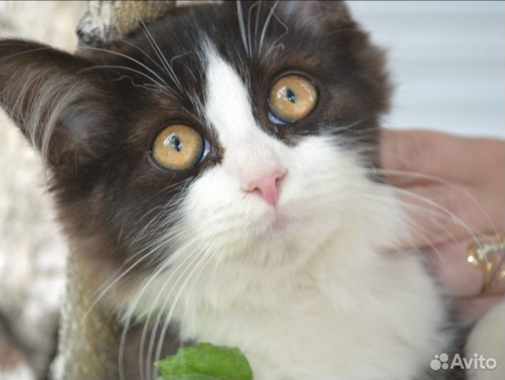 Котёнок Валерка, мальчик 3 месяца