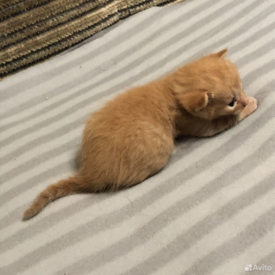 Котёнок