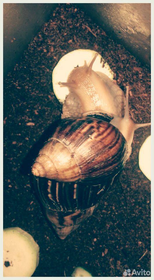 Ахатинские улитки