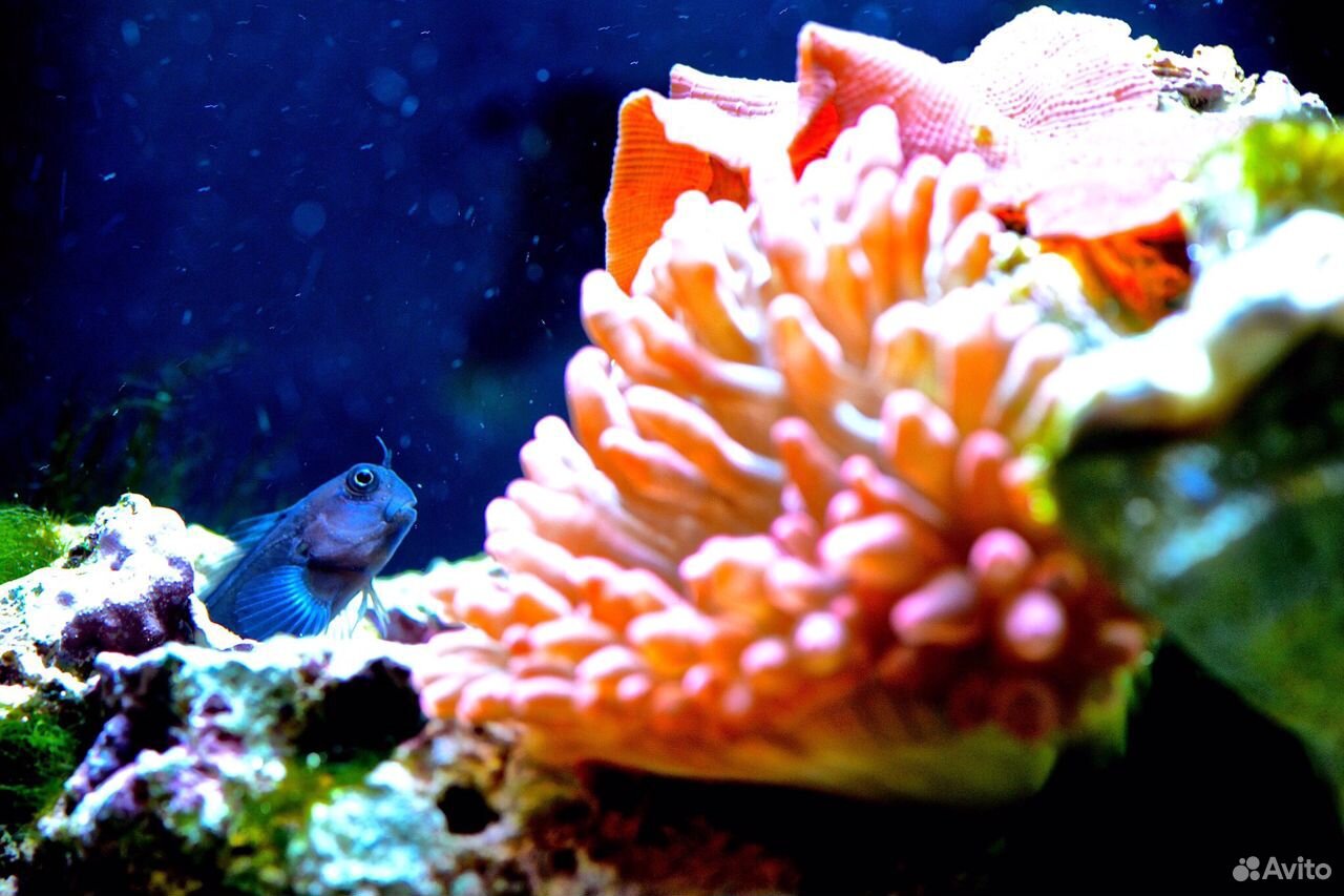 Актиния пузырчатая, кирпичная