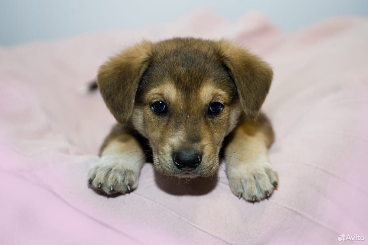 Сладкий пирожок Брауни в дар