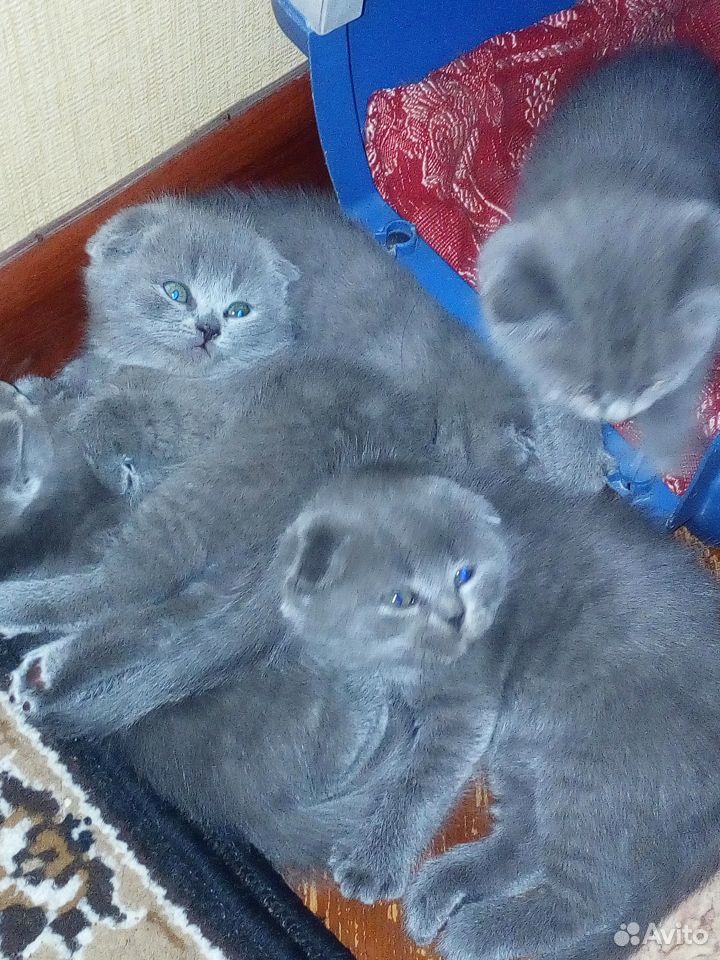 Британские котята