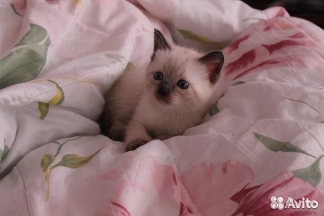 Тайские котята