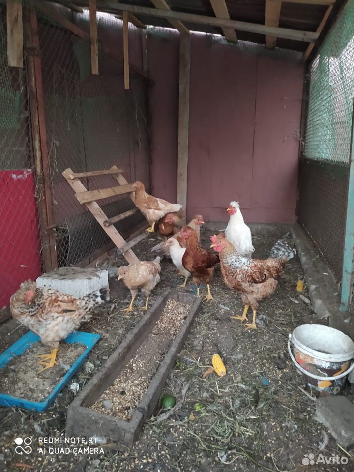 Продам молодых петушков