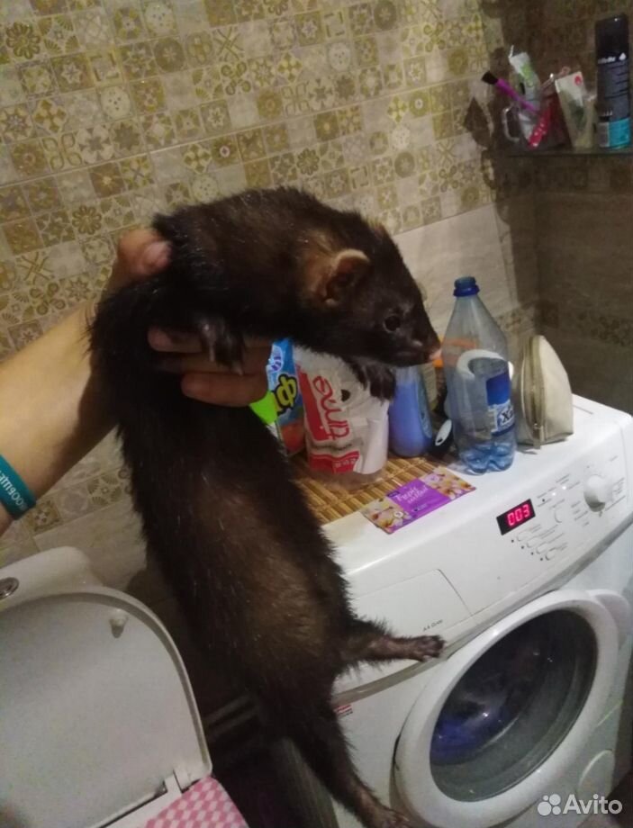 Хорек