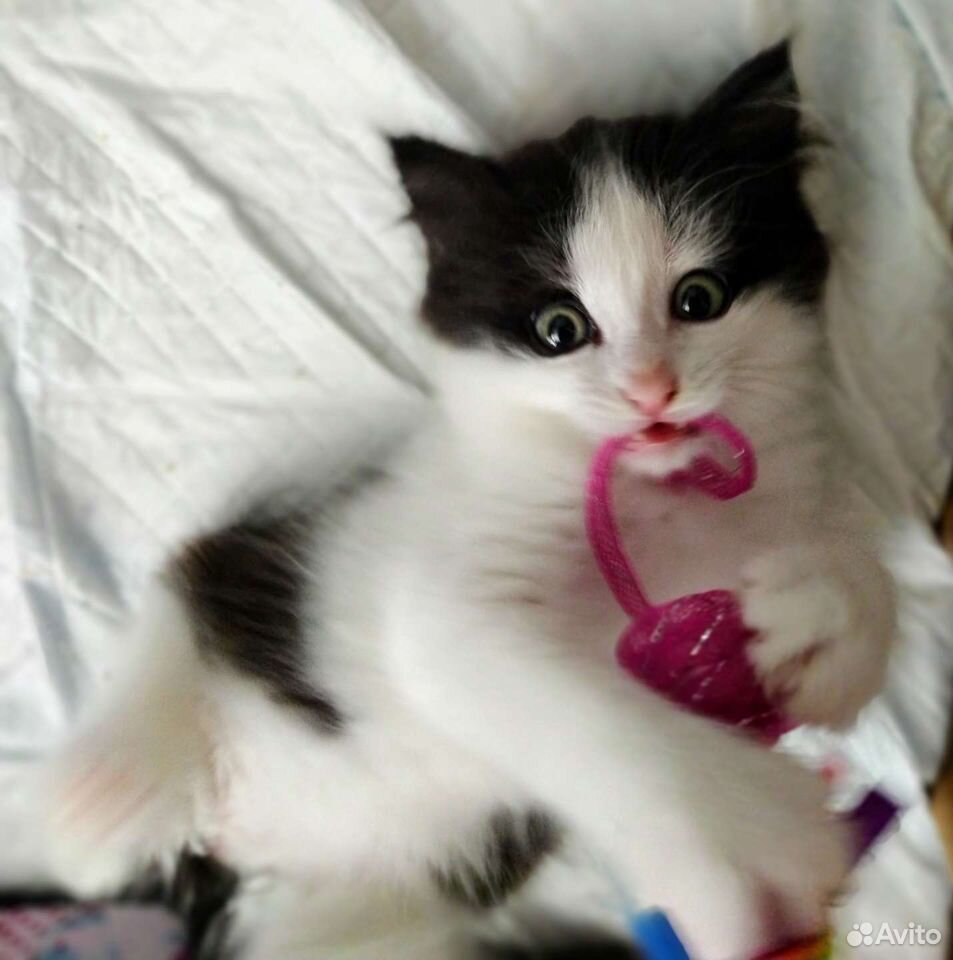 Бездомный котенок, мальчик