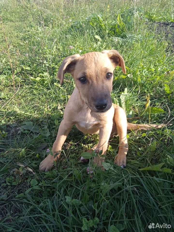 Стаффордширский терьер