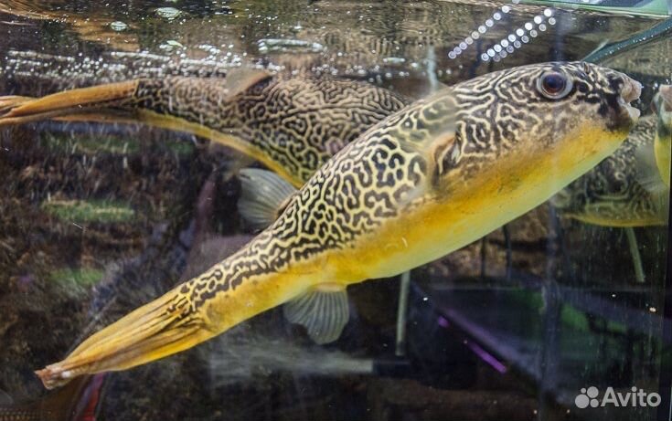 Тетрадон мбу 6 см