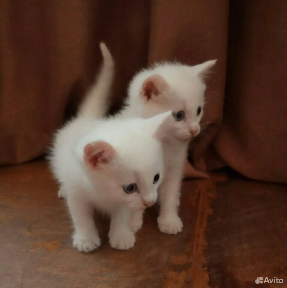 Два брата акробата (котята)