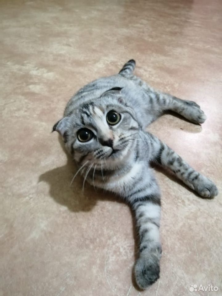 Вислоухии котенок