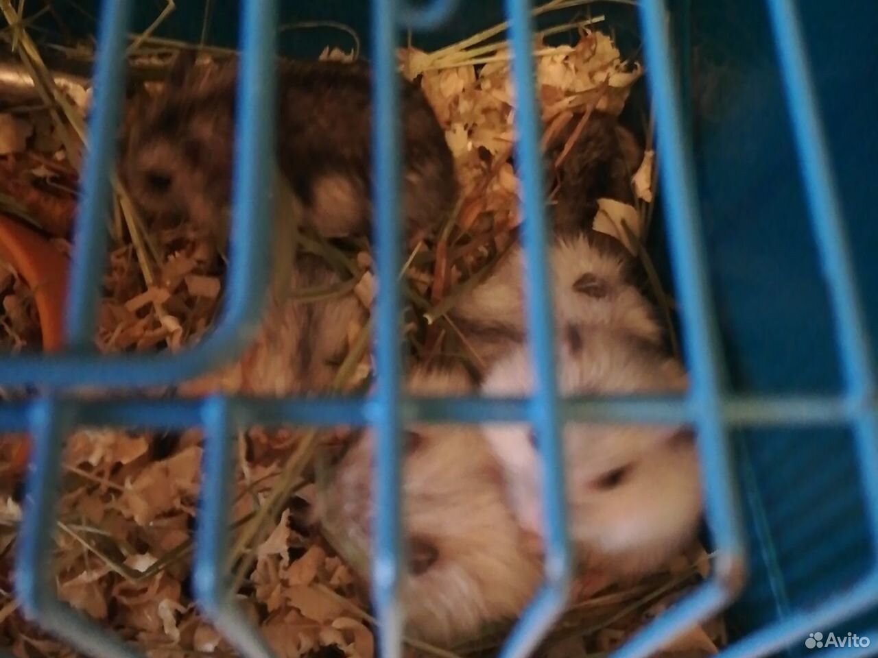 Хомячки джингарики